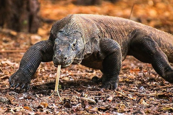 2Days Komodo Tour By Private Boat - What Travelers Are Saying: Authentic Perspectives