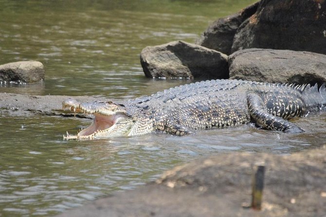 2h Bentota River Safari: Crocodiles, Monkeys, Mangrove & more - Why Book This Tour?