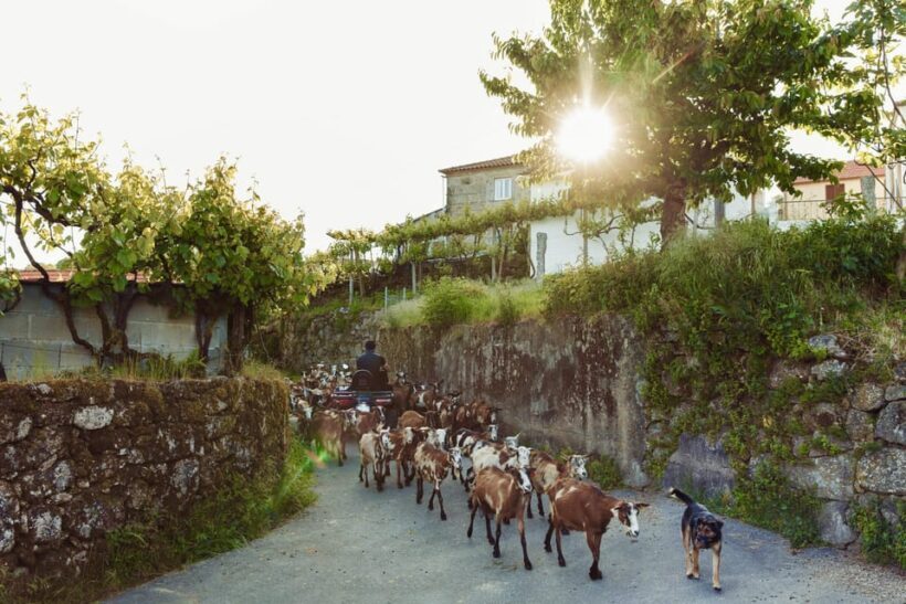 2h Quad Tour  Arcos de Valdevez  Peneda Gerês - The Sum Up: Who Should Consider This Experience?