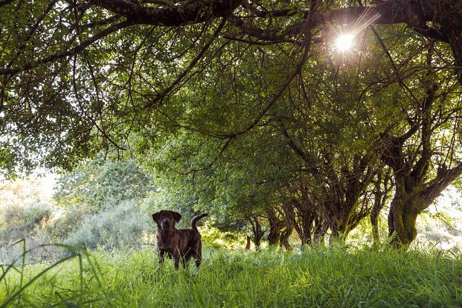 2h Quad Tour  Arcos de Valdevez  Peneda Gerês - Final Thoughts