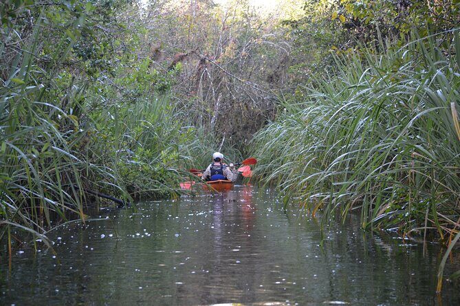2Hour Everglades Kayak Safari Adventure Through Mangrove Tunnels - The Sum Up
