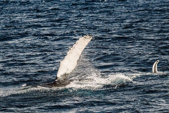 2Hour Whale Watching and Boat Cruise in Haleiwa Oahu Hawaii - Key Points