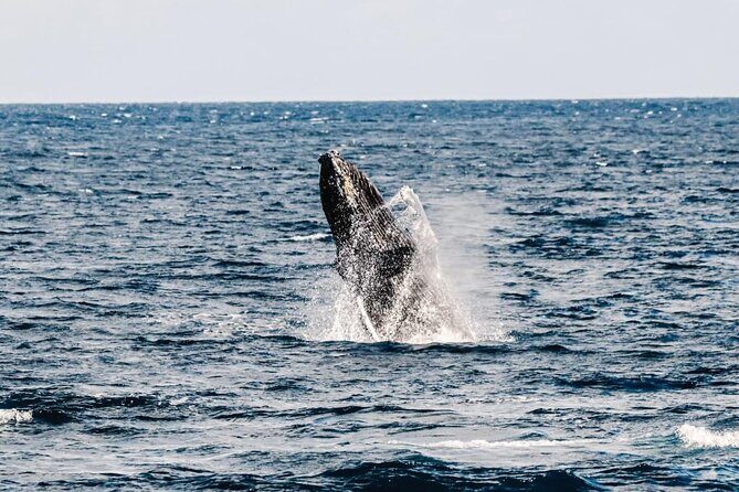 2Hour Whale Watching and Boat Cruise in Haleiwa Oahu Hawaii - An In-Depth Look at the Whale Watching Cruise