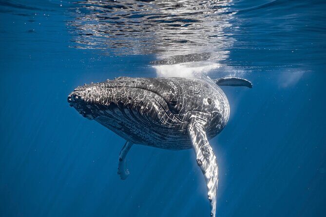 2Hour Whale Watching and Boat Cruise in Haleiwa Oahu Hawaii - The Sum Up