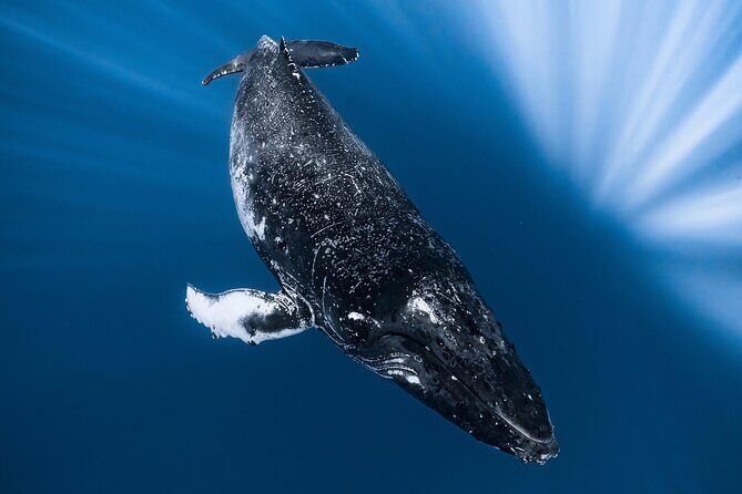 2Hour Whale Watching and Boat Cruise in Haleiwa Oahu Hawaii - FAQs