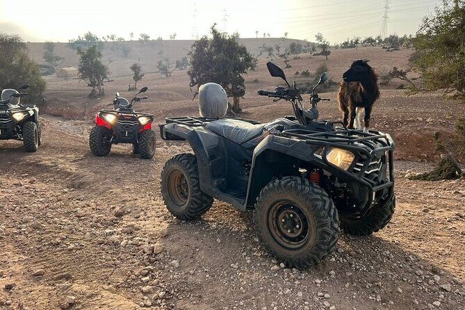 2Hours DE Quad + Comedy EN Tour and Crocoparc Tour - Who Should Consider This Tour?