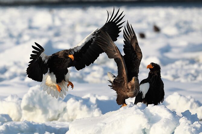 2hours Drift Ice Walk Guided Tour in Shiretoko National Park - Inclusions and Exclusions
