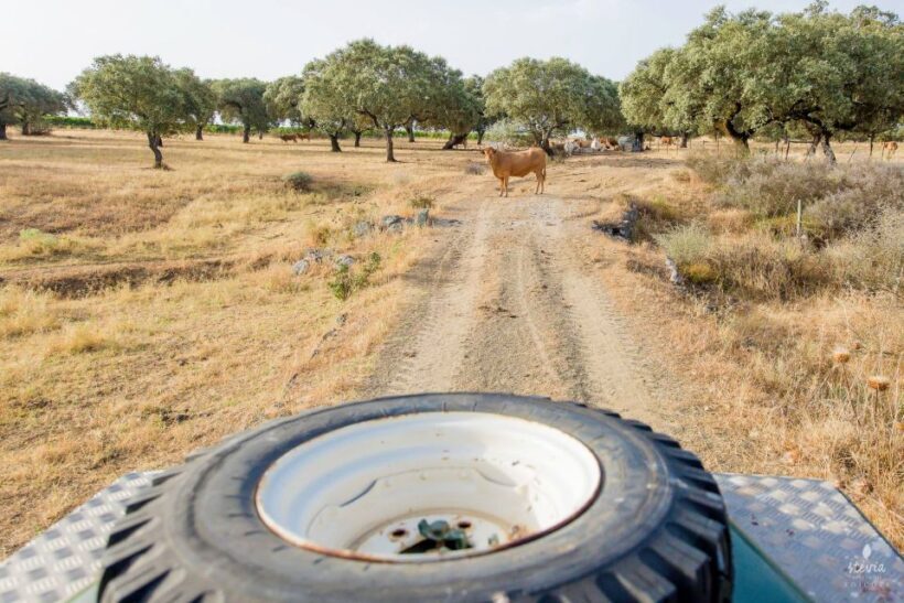 2hr Cork Safari in a Classical Land Rover - Frequently Asked Questions (FAQ)