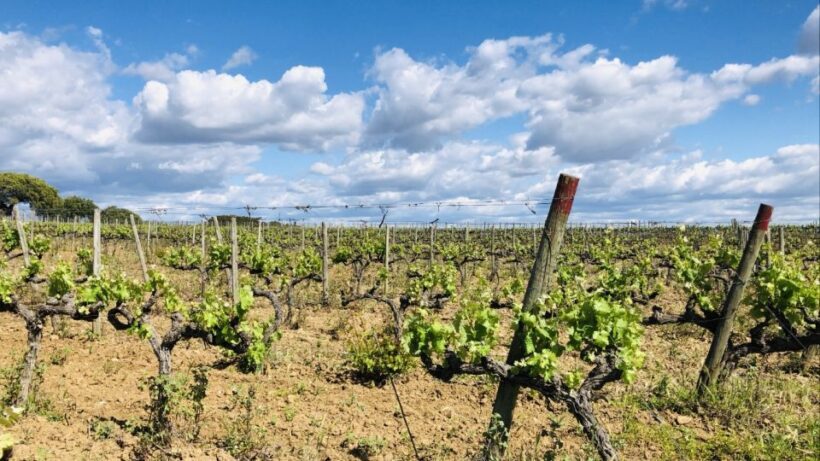 2hr Cork Tour in a Jeep - Post-Tour Relaxation and Local Flavors