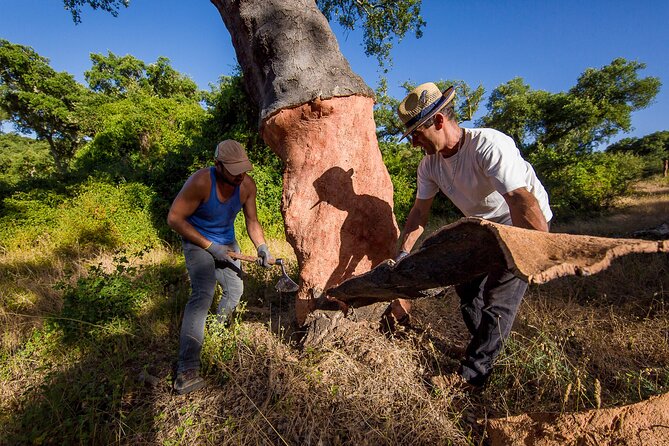 2hr Cork Tour in a Jeep - The Last Stop: Wine & Olive Oil Tasting