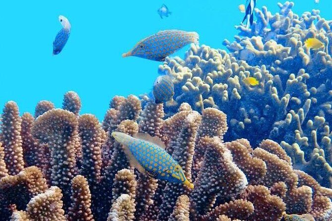2x1 Tour: Isla Contoy, Isla Mujeres, Open Bar, Lunch and Transfers - What Travelers Love and What They Mention About the Tour