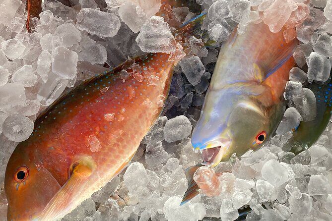 3/4 Day 7 Hour Offshore Fishing Charter - The Sum Up