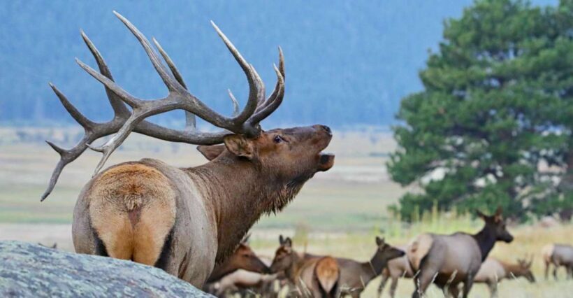 3/4 Day RMNP Mtn to Sky+Bear Lake Rd Tour-RMNPhotographer - Key Points