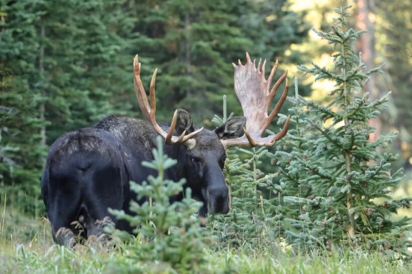 3/4 Day RMNP Mtn to Sky+Bear Lake Rd Tour-RMNPhotographer - FAQ