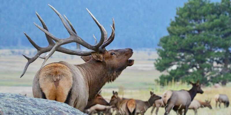3/4 Day RMNP Mtn to Sky+Bear Lake Rd Tour-RMNPhotographer - A Personalized Look at Rocky Mountain National Park