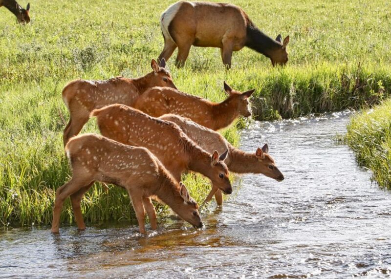 3/4 Day RMNP Mtn to Sky+Bear Lake Rd Tour-RMNPhotographer - The Value for Your Money