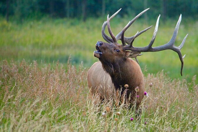 3/4 Day Rocky Mountain NP "Mountain to Sky+Bear Lake Rd" Tour - RMNPhotographer - Introduction