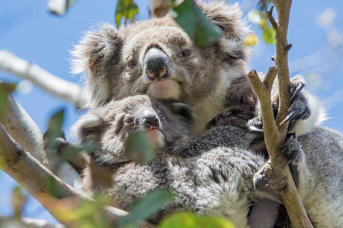 3-Day Adelaide to Melbourne Overland Trip through Grampians and Great Ocean Road - Potential Drawbacks to Consider