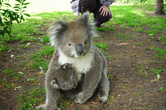 3-Day Adelaide to Melbourne Tour Including the Great Ocean Road - Who Will Love This Tour