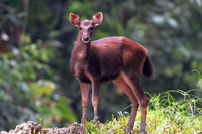 3-Day Adventure in Tabin Wildlife Reserve - A Closer Look at the 3-Day Itinerary