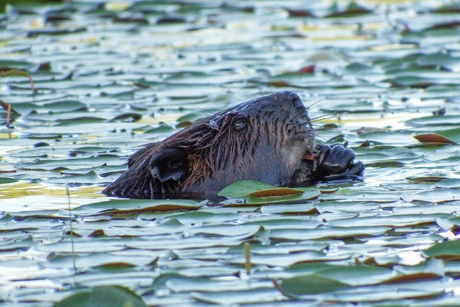 3 Day Algonquin Park Canoe Trip - Moose & Beaver Safari - The Experience in Detail