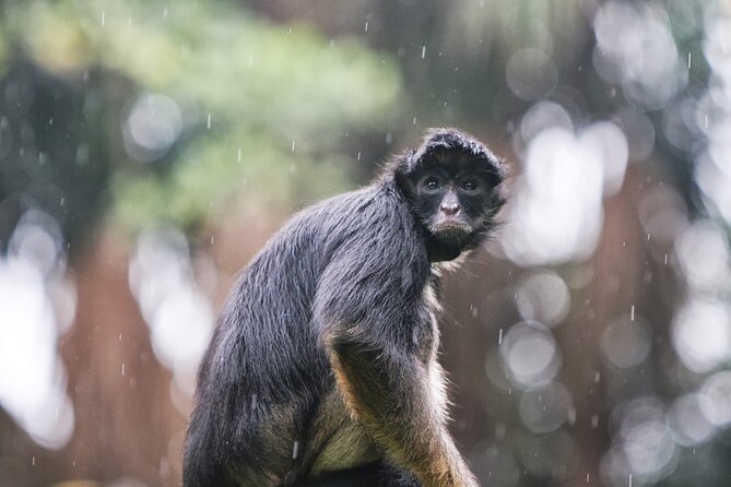 3-Day All Inclusive Guided Jungle Tour From Iquitos at Maniti Eco-Lodge - Immersive Jungle Experience