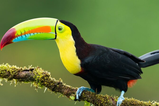 3-Day All Inclusive Guided Jungle Tour From Iquitos at Maniti Eco-Lodge - Wildlife Observation