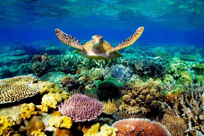 3-Day Best of Cairns Combo: The Daintree Rainforest, Great Barrier Reef, and Kuranda - What’s Included and What’s Not