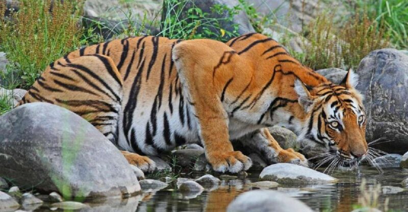 3-Day Chitwan Jungle Safari Adventure From Kathmandu/Pokhara - Practical Details and Value