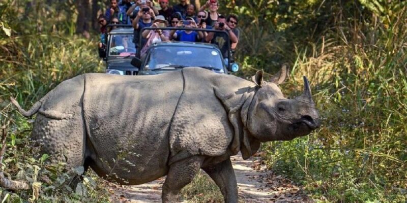 3-Day Chitwan Jungle Safari Adventure From Kathmandu/Pokhara - The Sum Up