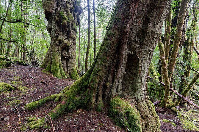 3-Day Cradle Mountain Photography Workshop - Logistics, Pricing, and Value