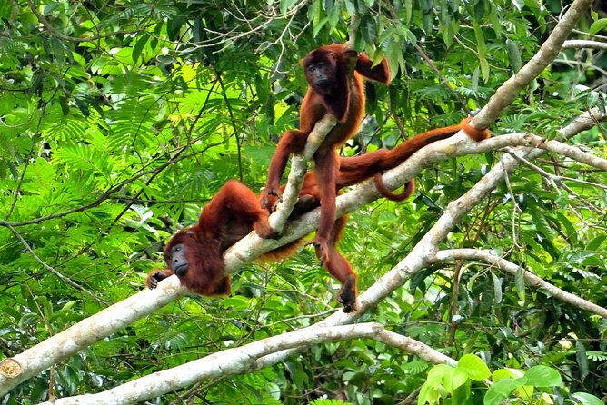 3-Day Eco-Sustainable Private Tour Manu National Park - Health and Fitness Requirements