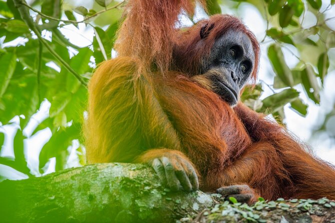 3-Day Ethical Orangutan Jungle Trek | Bukit Lawang, Sumatra - Introduction
