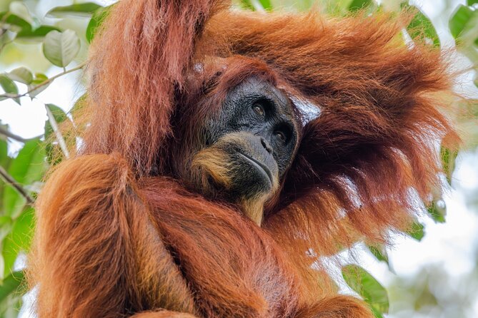 3-Day Ethical Orangutan Jungle Trek | Bukit Lawang, Sumatra - Why This Tour Stands Out
