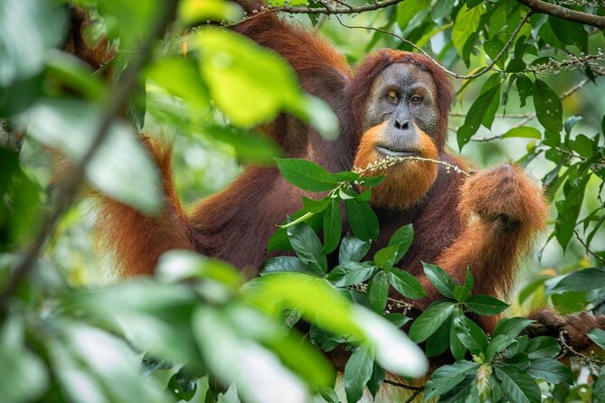 3-Day Ethical Orangutan Jungle Trek | Bukit Lawang, Sumatra - The Itinerary in Detail