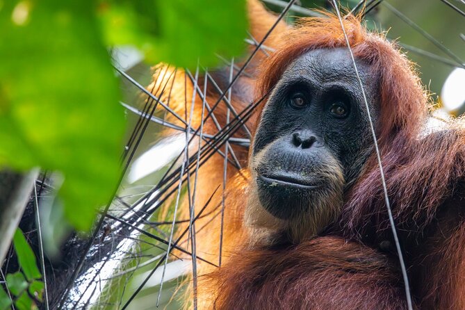 3-Day Ethical Orangutan Jungle Trek | Bukit Lawang, Sumatra - What Makes It Worthwhile
