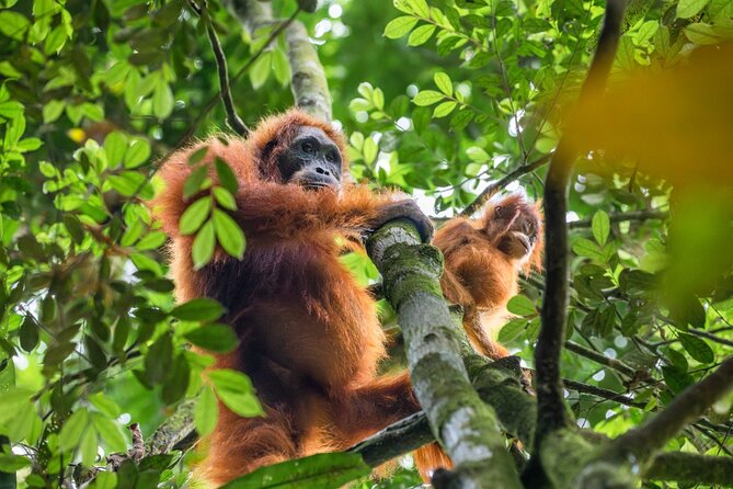 3-Day Ethical Orangutan Jungle Trek | Bukit Lawang, Sumatra - Practical Considerations