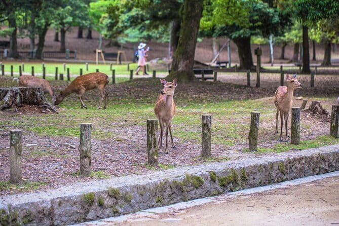 3 Day Japan Tour Kyoto, Osaka & Nara from Tokyo - Experience and Logistics: What’s It Really Like?
