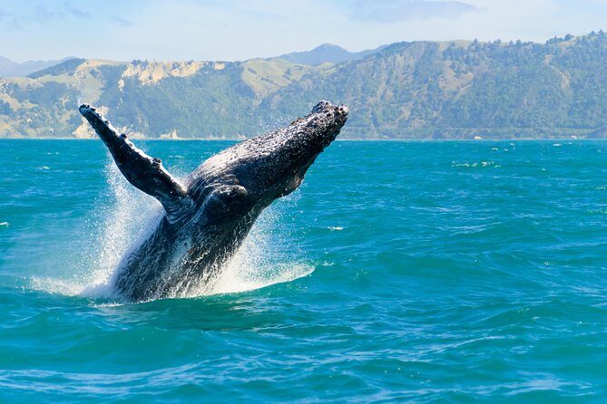 3 Day Kaikoura Sealife and Coach Tour from Christchurch - Price & Value Analysis