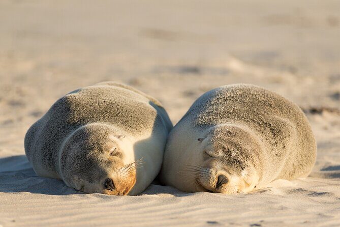 3-Day Kangaroo Island Adventure Tour - Exploring Kangaroo Island: An In-Depth Review