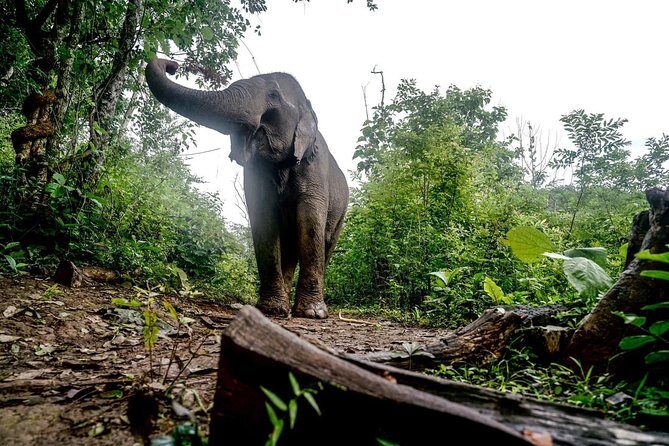 3-Day Kindred Spirit Elephant Sanctuary Chiang Mai - An Overview of the Experience