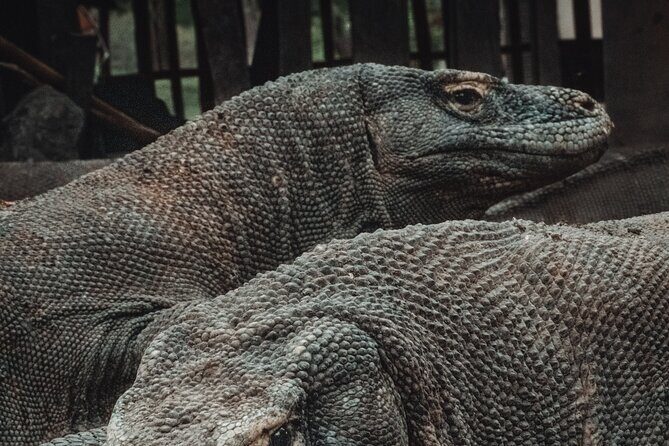 3-Day Komodo National Park Tour: Komodo Island and Rinca Island Trek - The Practicality of a 3-Day Komodo Adventure