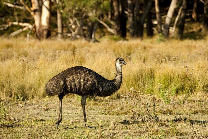 3-Day Melbourne to Adelaide Small-Group Tour via Great Ocean Road Grampians - FAQ