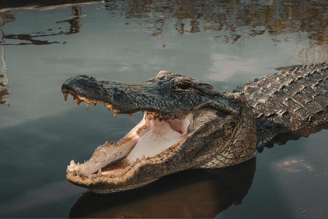 3-Day Miami Beach with Miami Bus/Boat Tour, Everglades and Keywest boat Tour - Day 2: The Everglades Wilderness