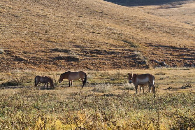 3 Day Mongolia Getaway tour Private tour - Valuing the Price: Is It Worth $595?