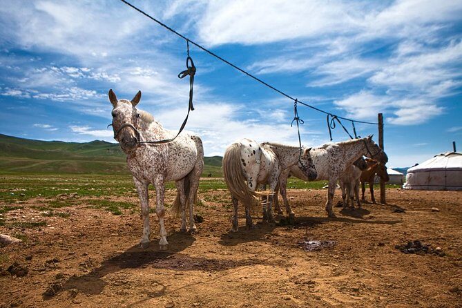 3-Day Naadam Festival Group Tour - Transportation and Logistics