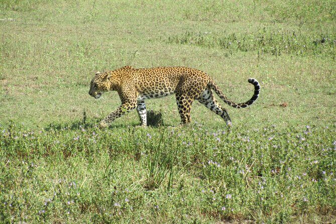 3-Day Private Guided Safari Tour in Yala National Park Sri Lanka - Introduction