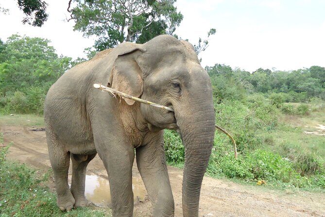 3-Day Private Guided Safari Tour in Yala National Park Sri Lanka - The Experience Provider: Heina Eco Team