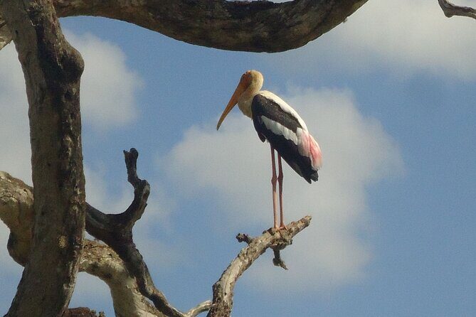 3-Day Private Guided Safari Tour in Yala National Park Sri Lanka - FAQ