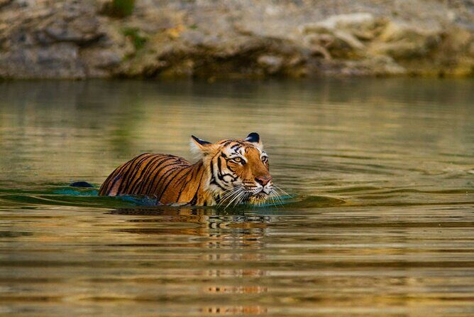 3-Day Private Ranthambhore Tiger Tour Including Delhi, Agra, Jaipur - An In-Depth Look at the 3-Day Ranthambhore Tiger Tour